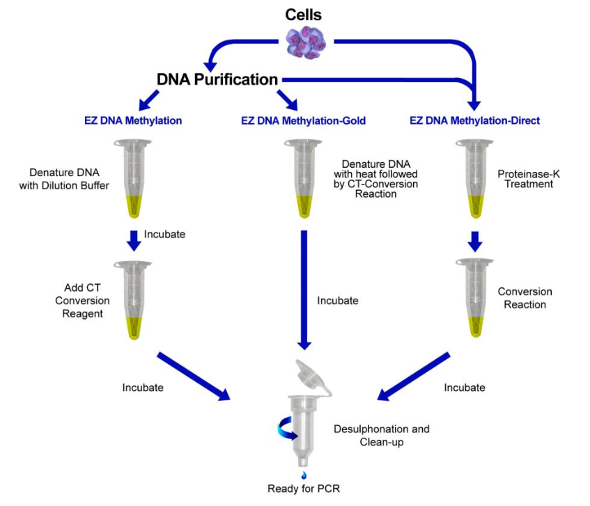 Bisulphite Conversion EZ DNA Methylation Kits: Cambridge Bioscience, life science research ...